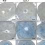 Researchers Identify Key Protein for Rice's Iron Distribution ...