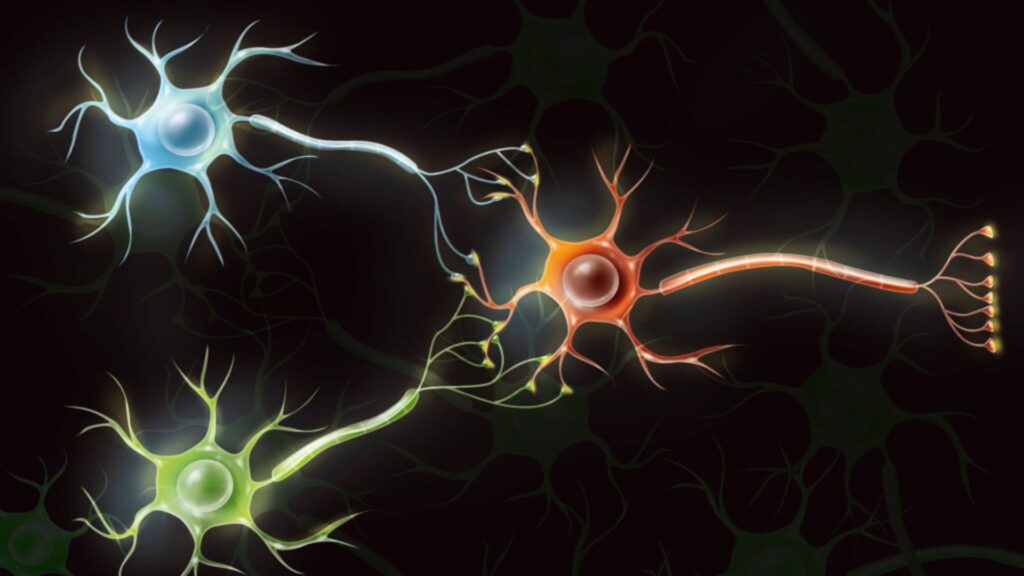 Scientists Transform Human Brain Cells into Functional Computers ...