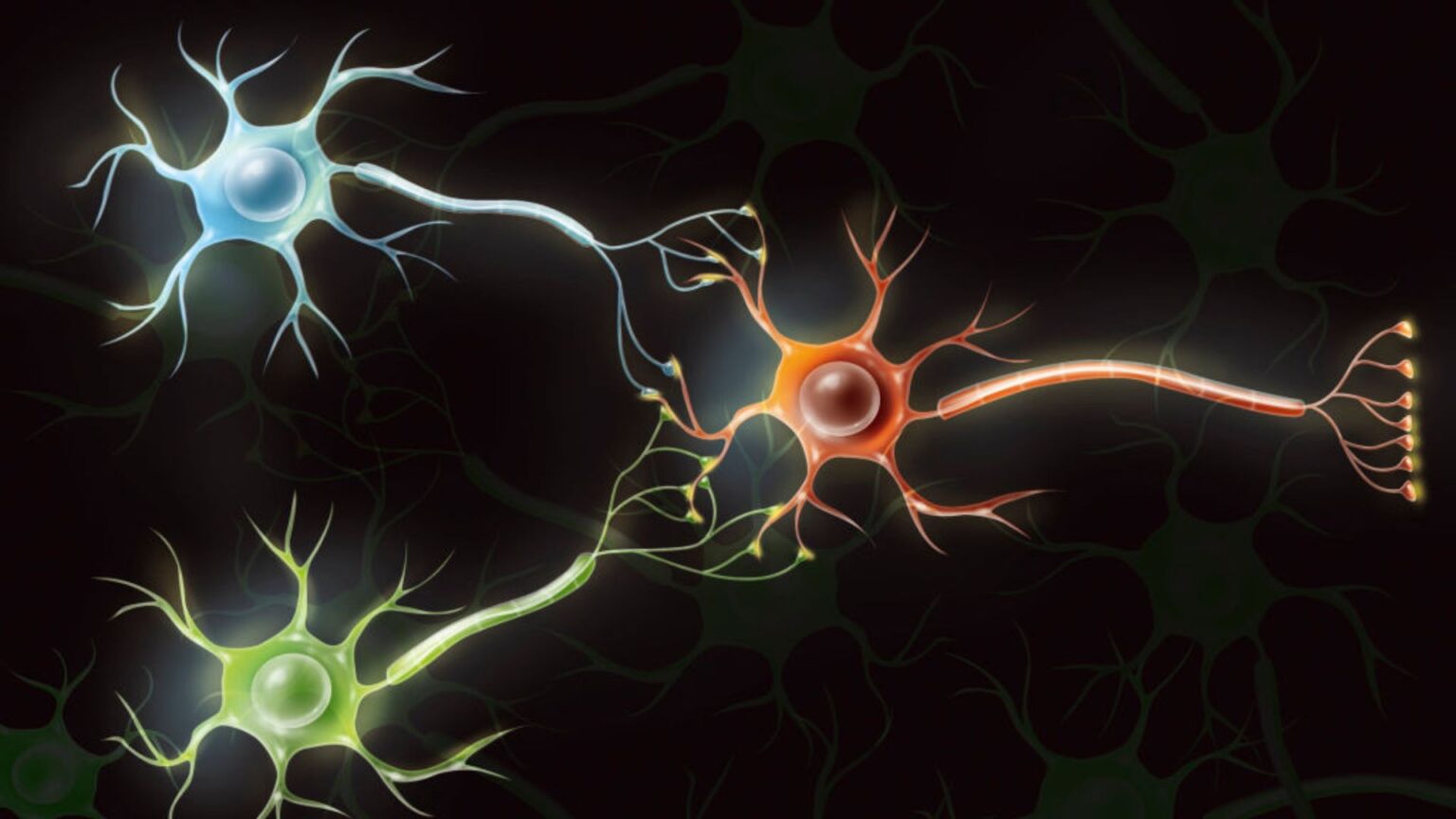 Scientists Transform Human Brain Cells into Functional Computers ...