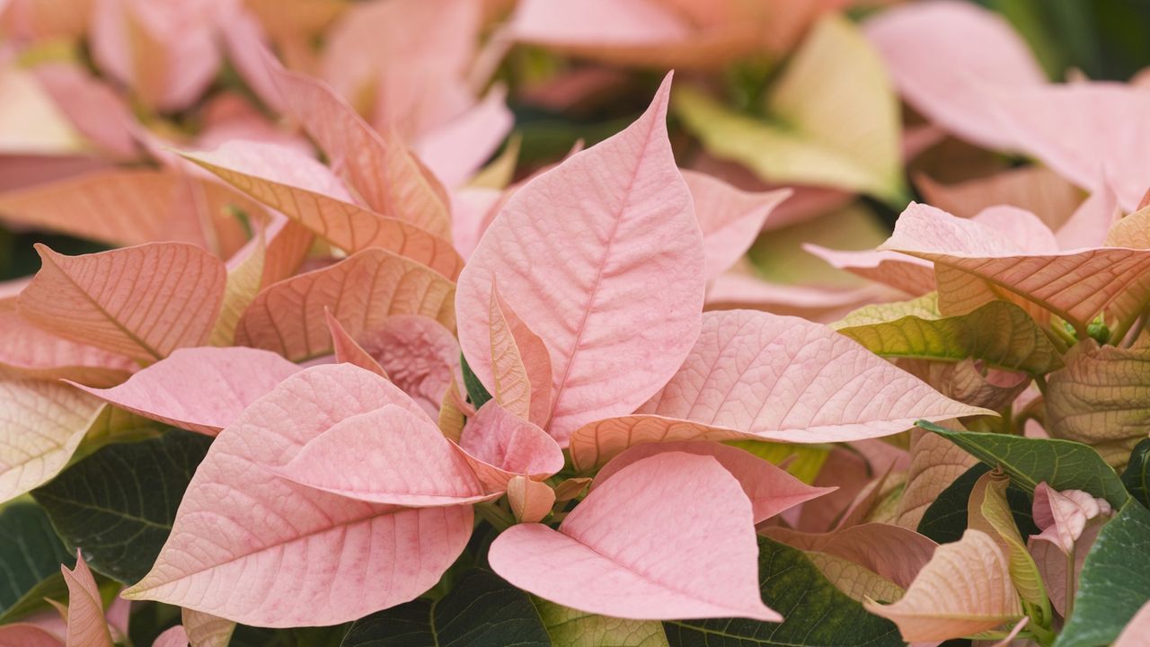 Revitalize Your Poinsettia: Four Expert Tips for January Care ...