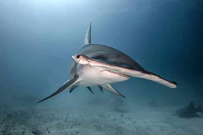 Exploring Hammerhead Sharks: The Evolution of Their Unique Heads ...